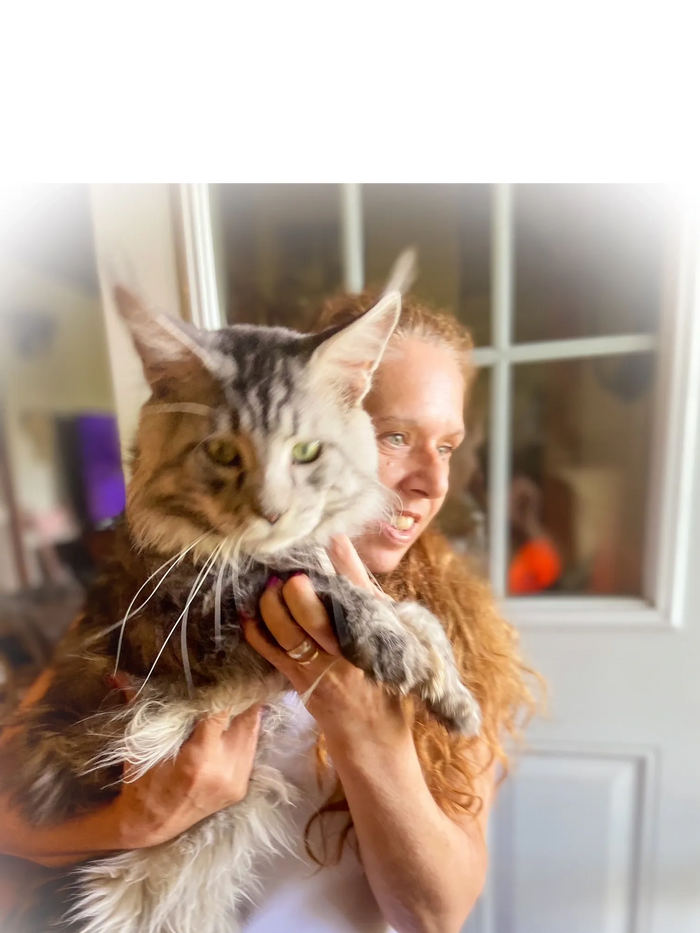 Éleveur chat Maine Coon élite by mymy vente de chatons enregistré tica ...