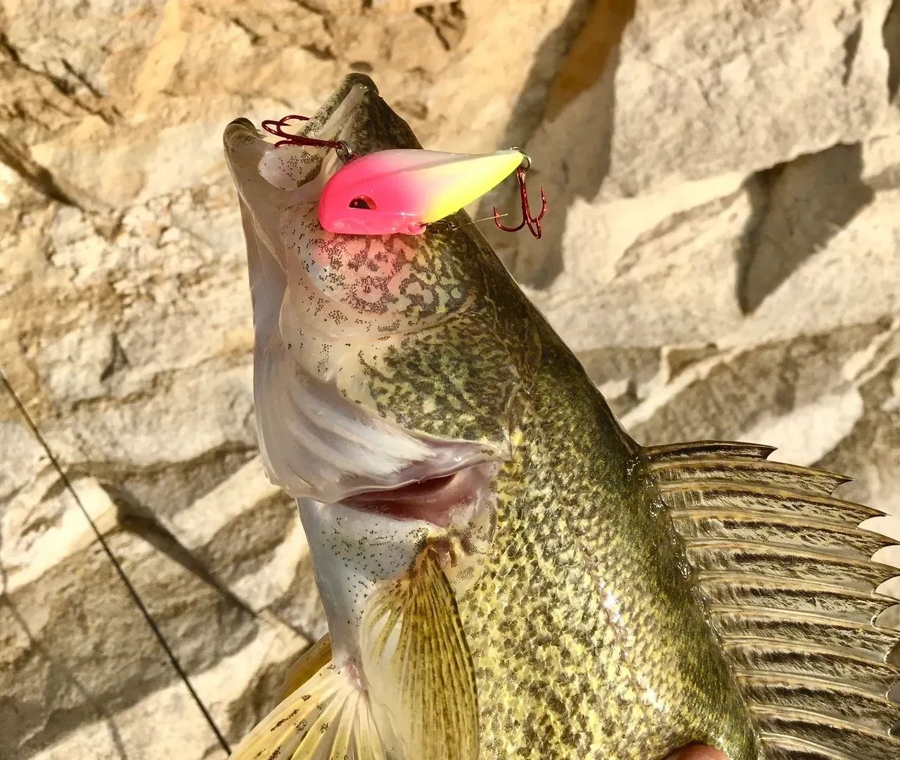 Cracking the Code on Walleye Color Preferences