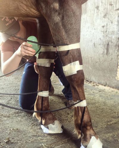 Acuscope - Equanimity Animal Therapy