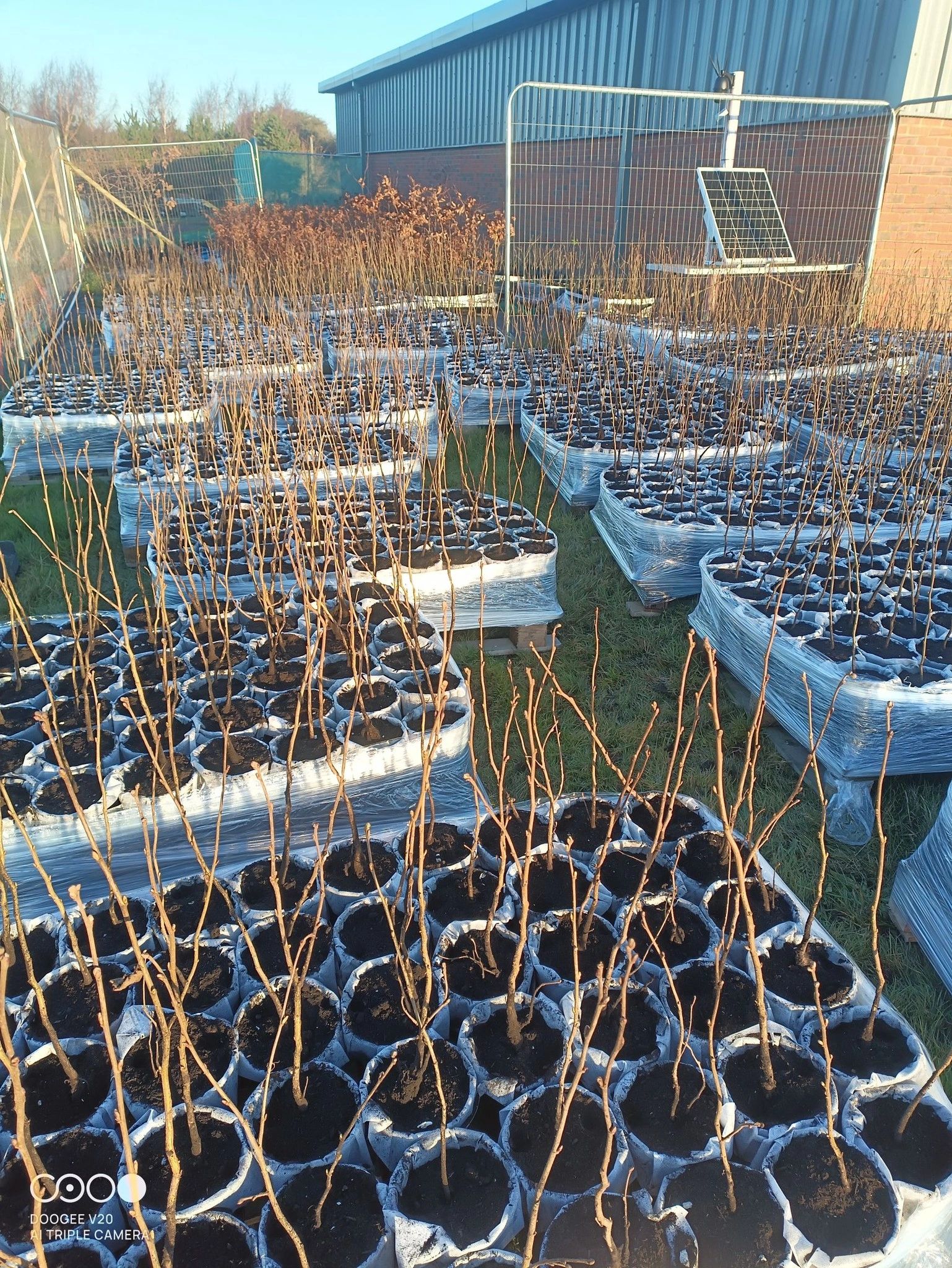 Buy Quality English Truffle Trees Online - Truffle Trees Direct