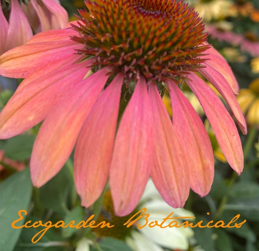 Ecogardenbotanicals.com