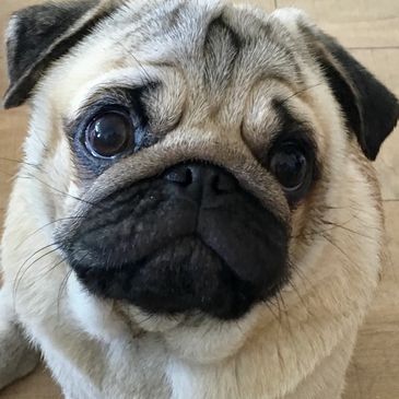 Purelypugs - Pug, Pugs, Puppies, Breeder