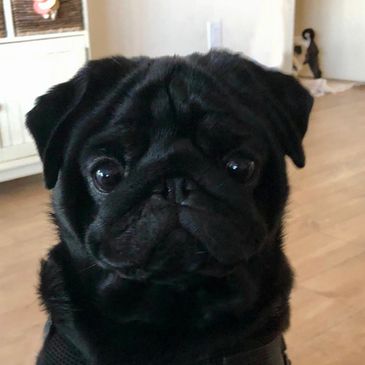 Purelypugs - Pug, Pugs, Puppies, Breeder