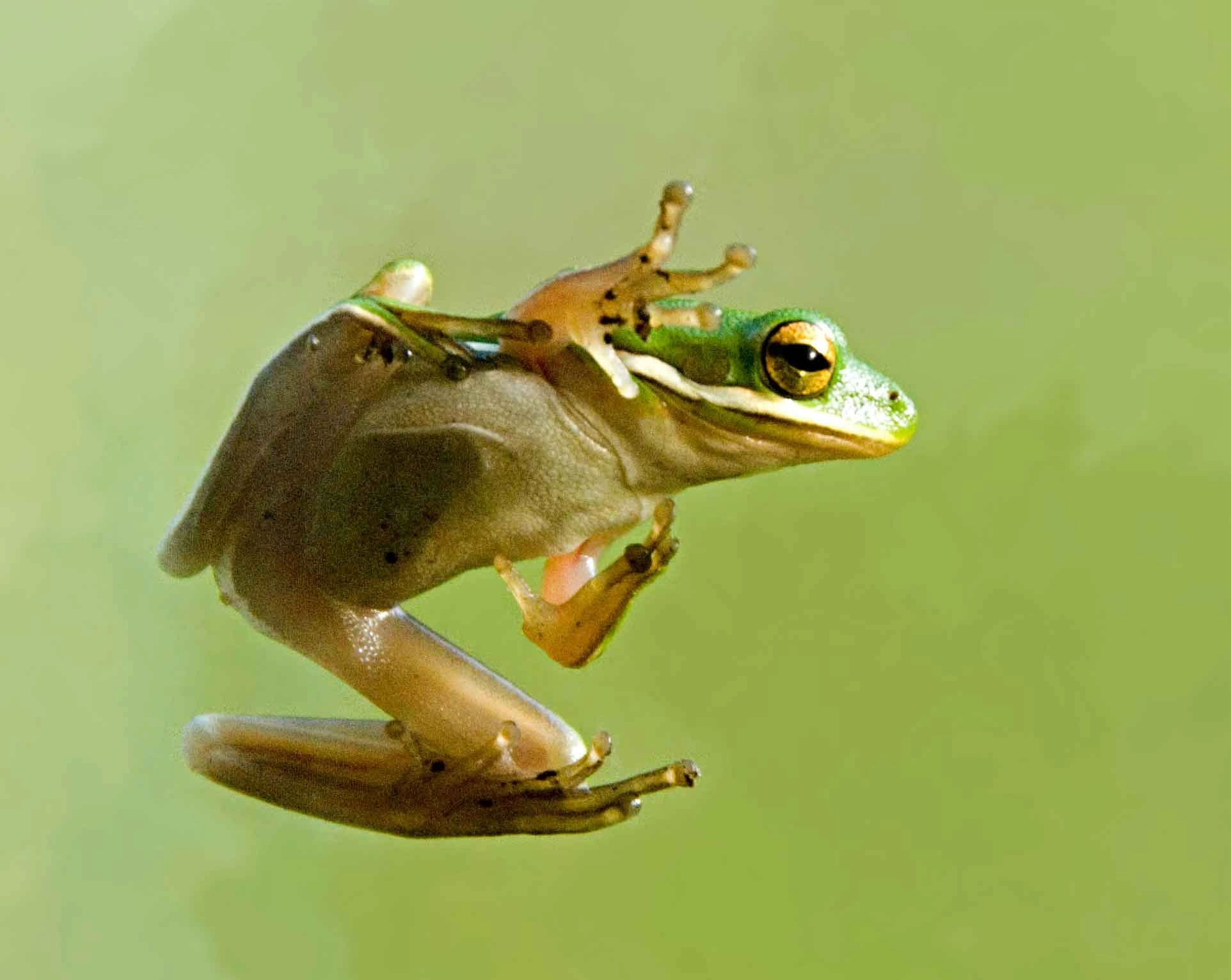 Green Frogs Rain Forest