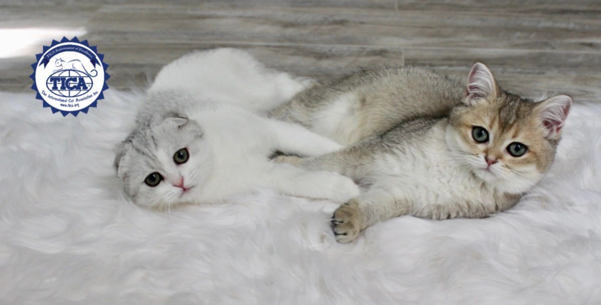 Golden Whiskers Cattery - Scottish Fold / Straight Cats