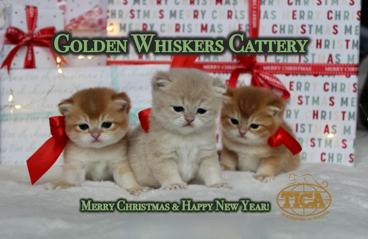 Golden Whiskers Cattery - British Shorthair & Scottish Fold / Straight Cats