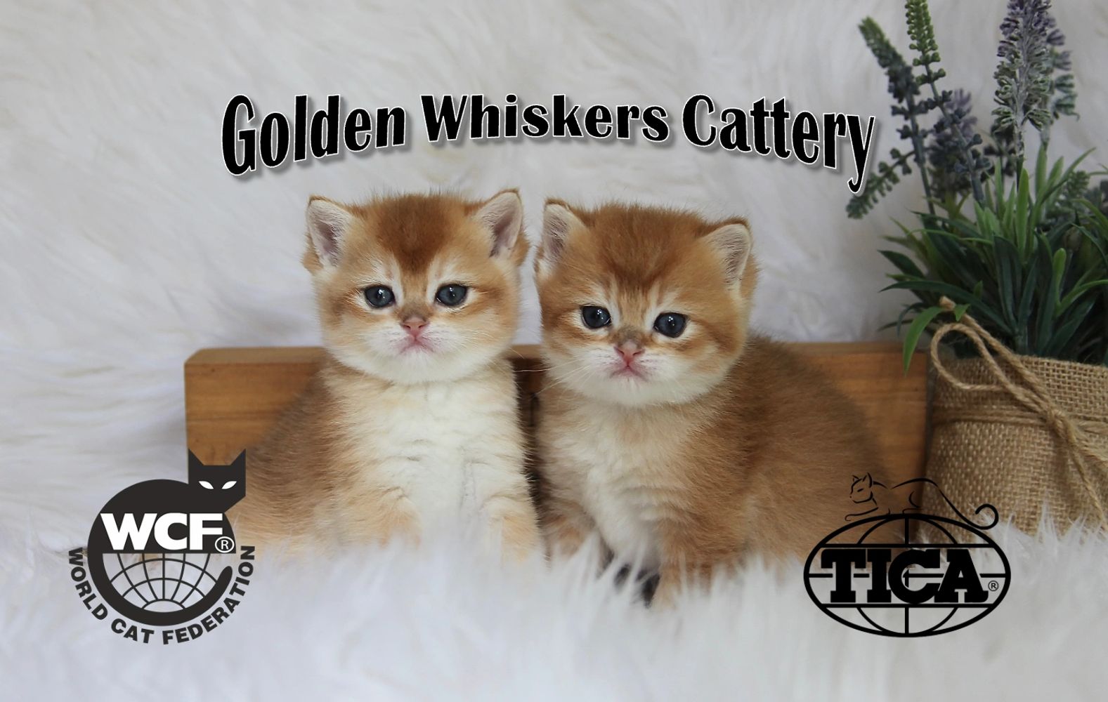 Golden Whiskers Cattery - British Shorthair & Scottish Fold / Straight Cats