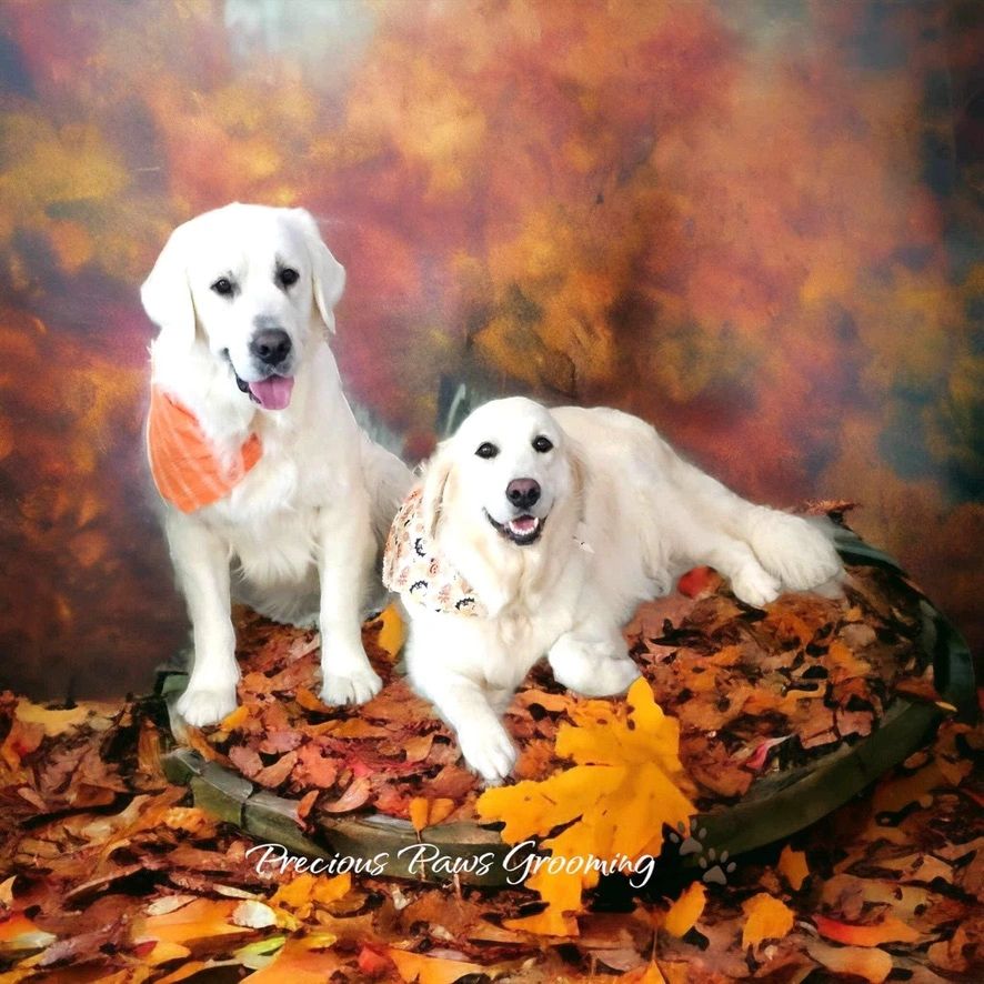 Kellie's Goldens