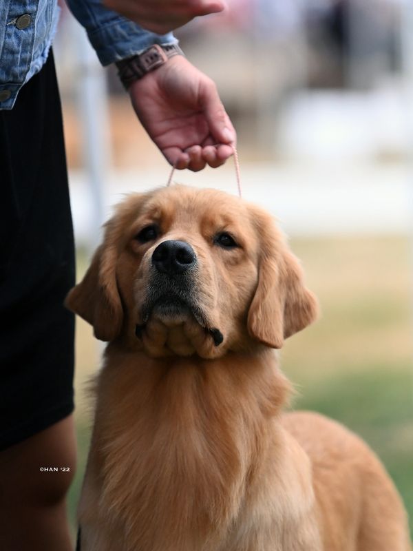 About | Lone Rock Golden Retrievers