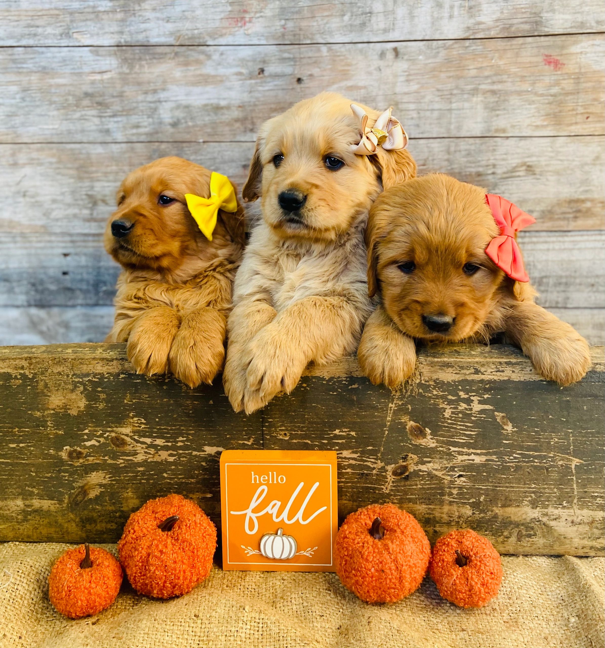 Golden Retriever Puppies in Iowa - Cross E Goldens