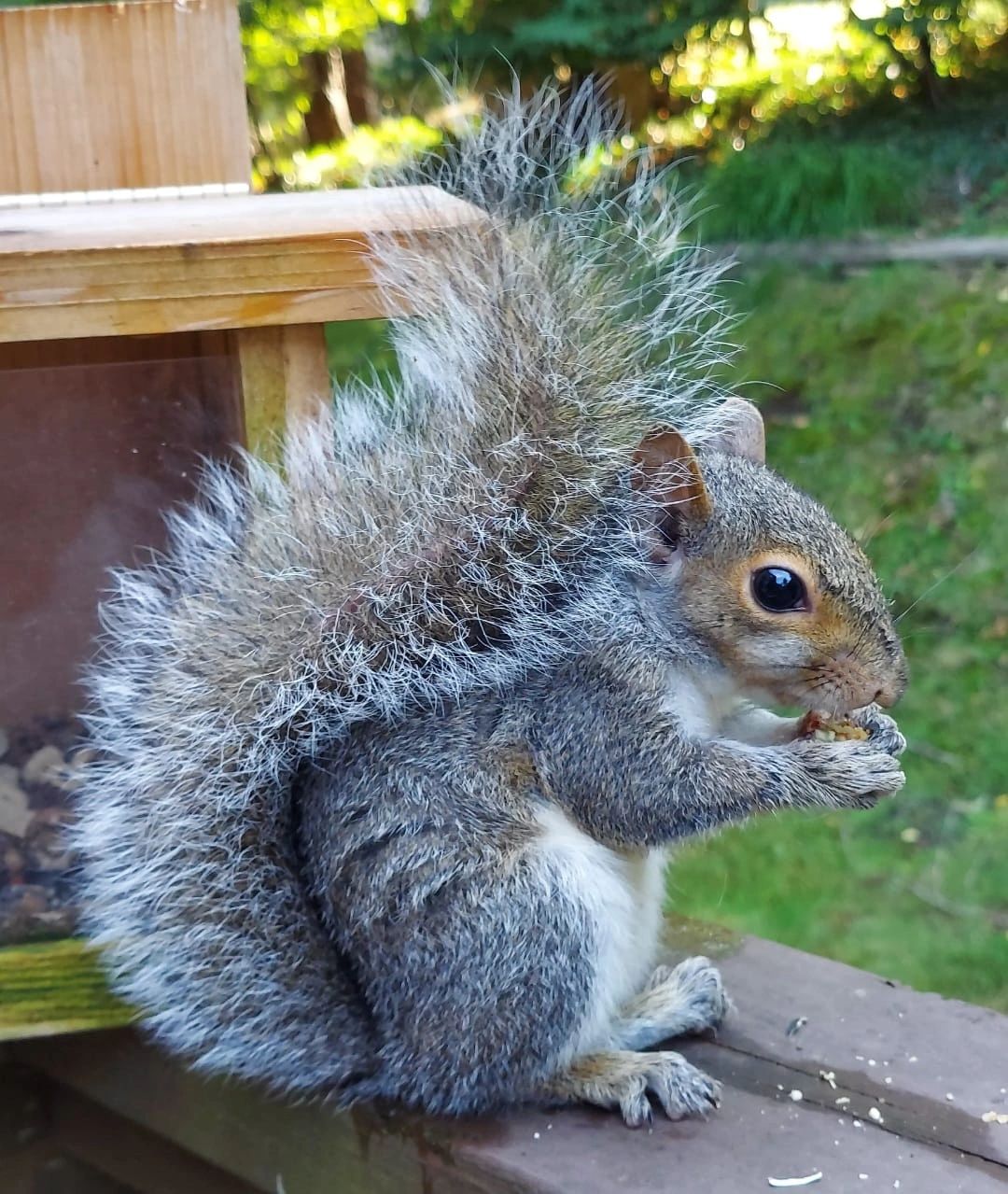 Squirrel Run Wildlife