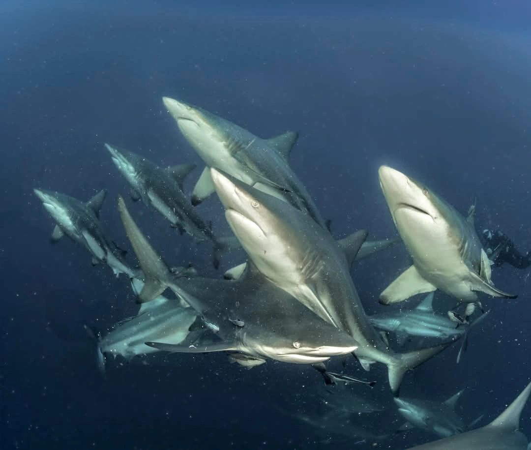 Shark Diving Protea Banks ! Dive Packages Available Now!