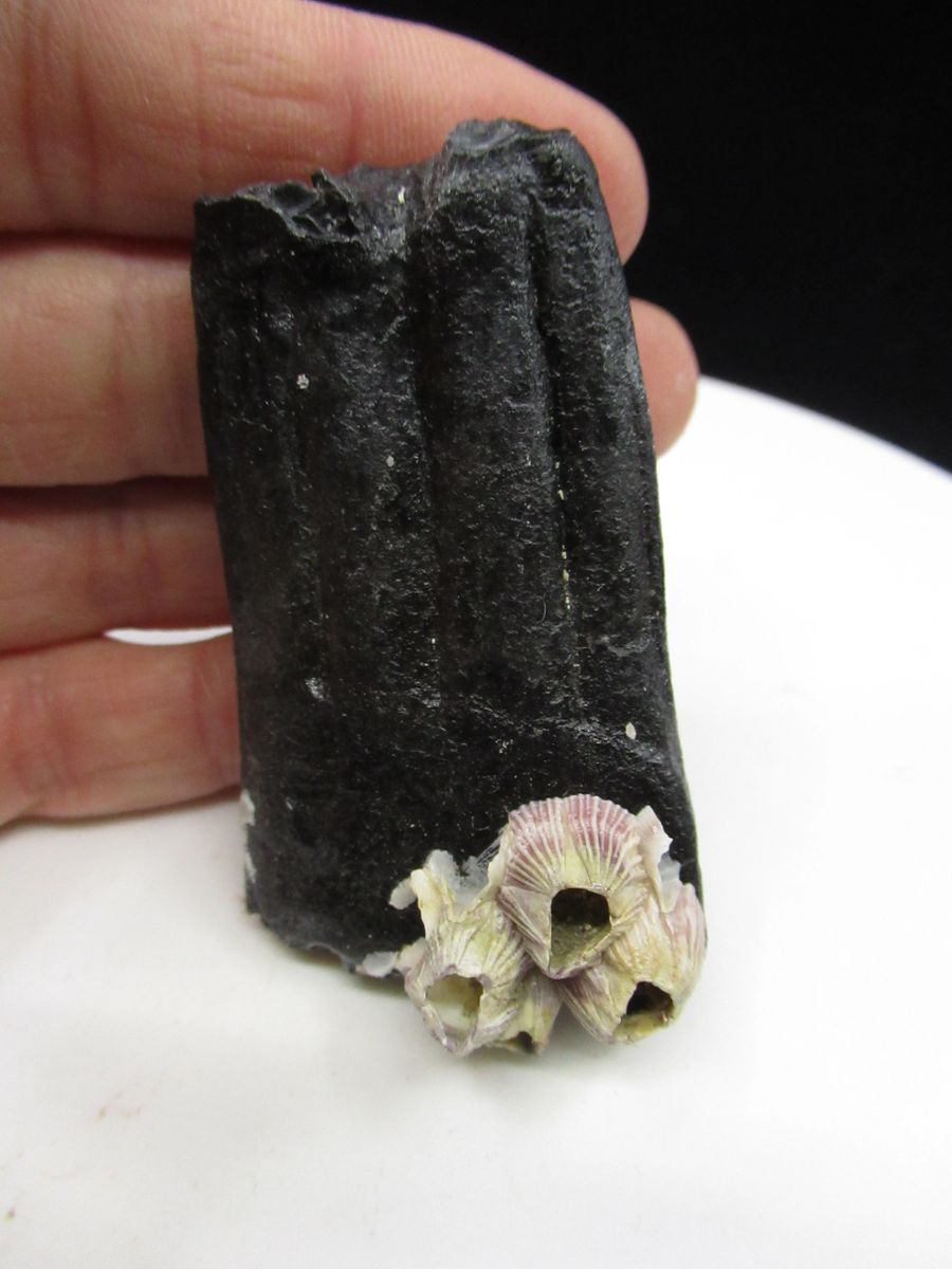 Horse Tooth Fossil w/Barnacles