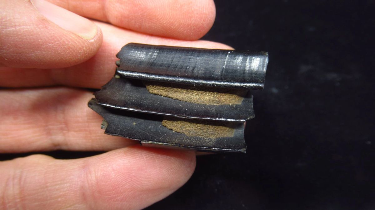 Capybara Tooth Fossil