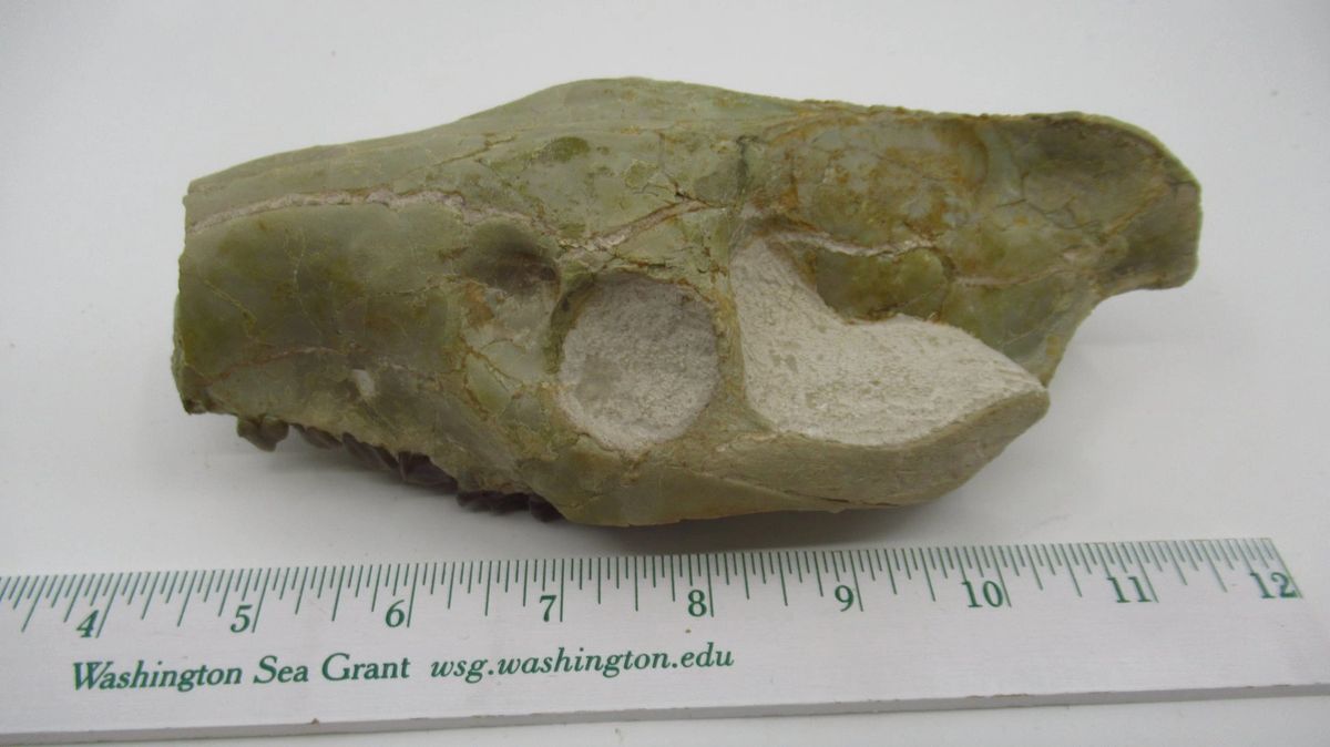 Oreodont Skull Fossil-Brule Formation