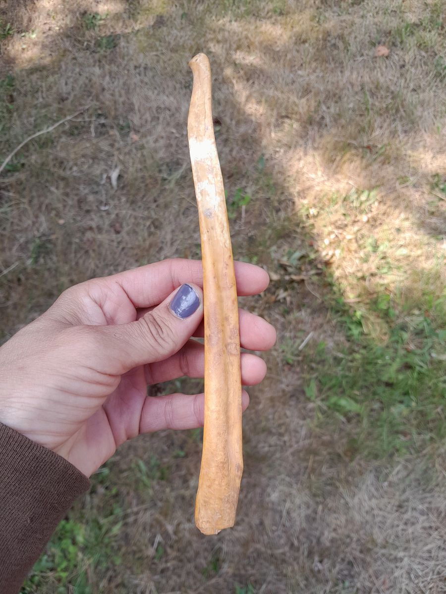 Extinct Cave Bear Baculum (Ice Age) OOSIK