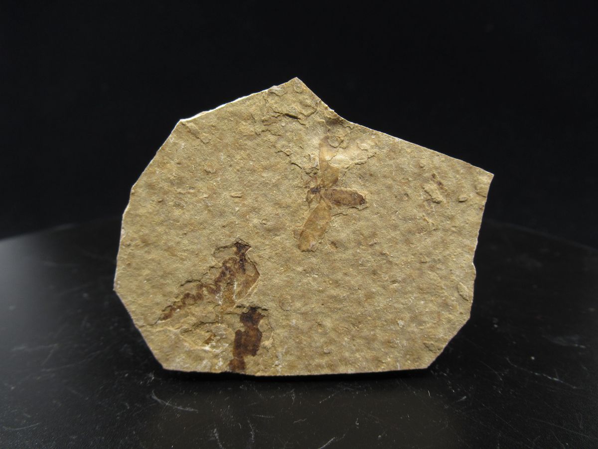 Insect and Coprolite Fossil