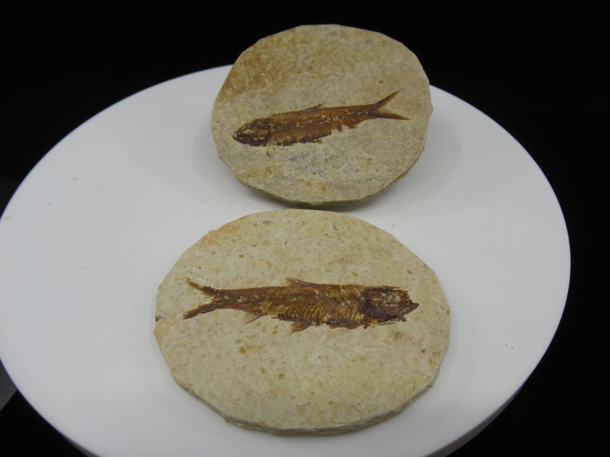 Disc Fossil Fish