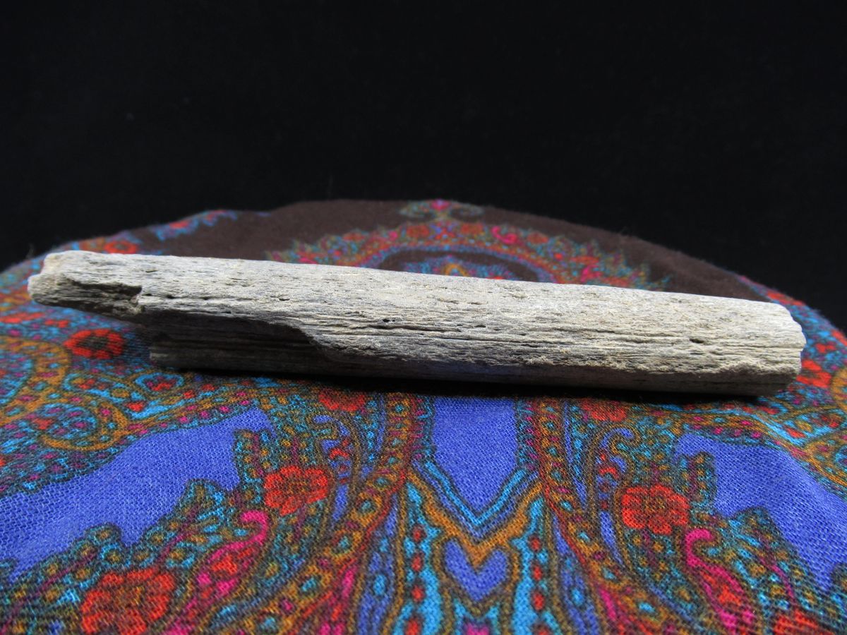 Manatee Rib Bone Fossil from Florida