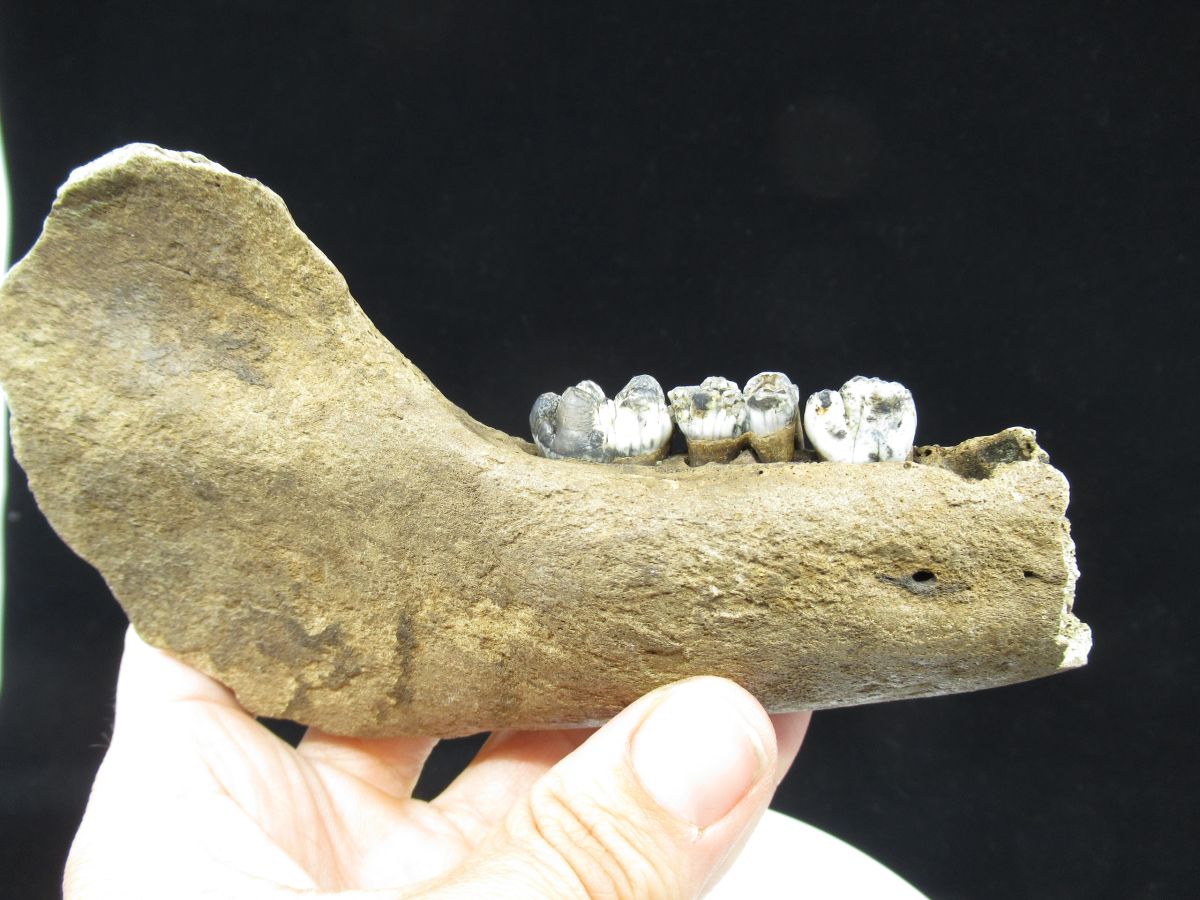 Pig Jaw Bone Fossil-Ice Age