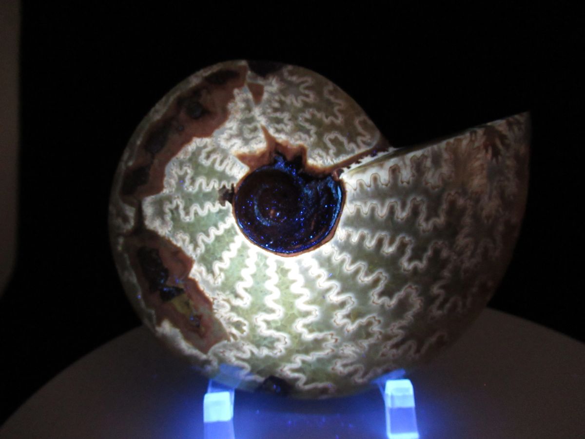 Fluorescent Ammonite Fossil