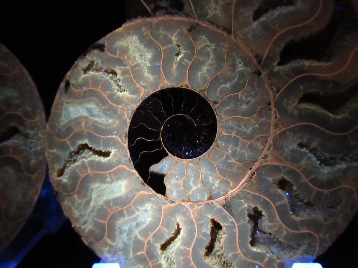 Fluorescent Ammonite Fossil Pair