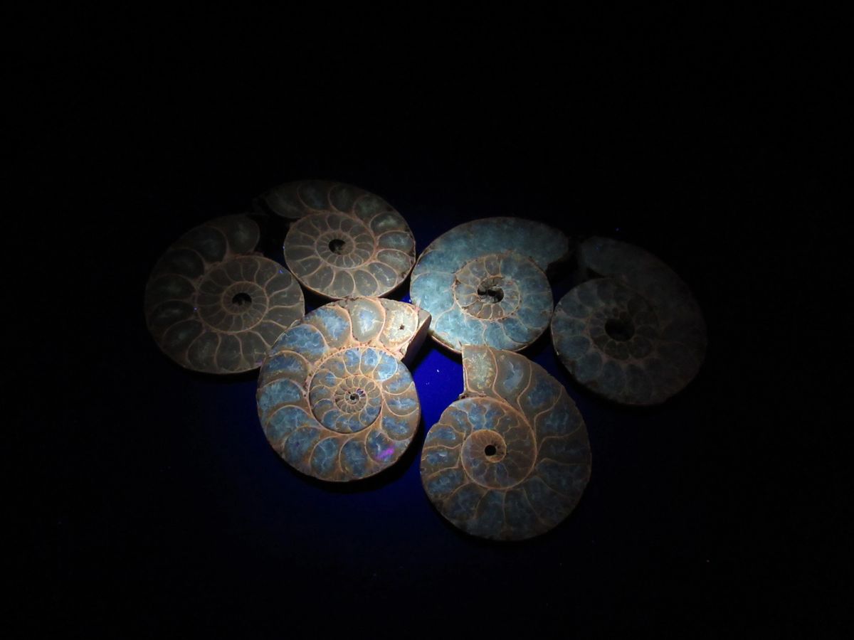 Fluorescent Ammonite Fossil Pair (Madagascar)