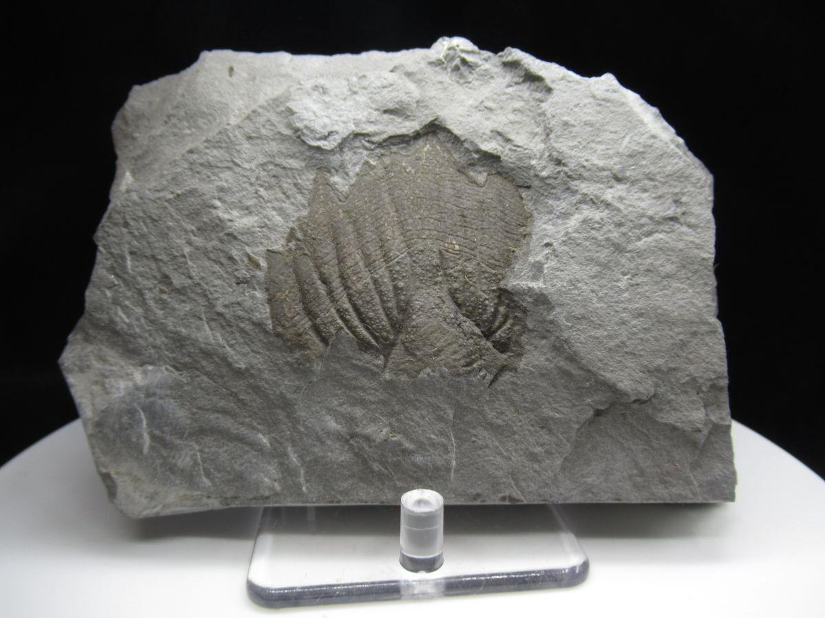 Rare Trilobite Fossil (Arctinurus Boltoni)