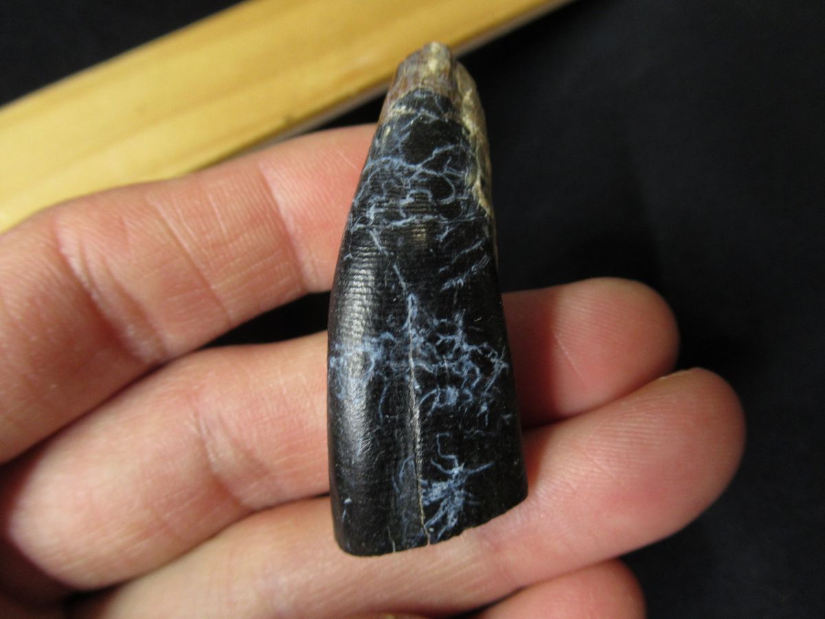 Fossil Tapir Tooth