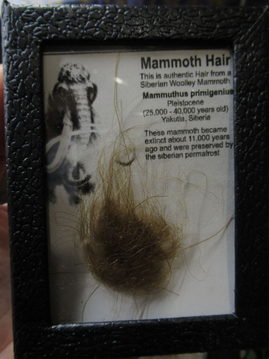 Mammoth Hair in case