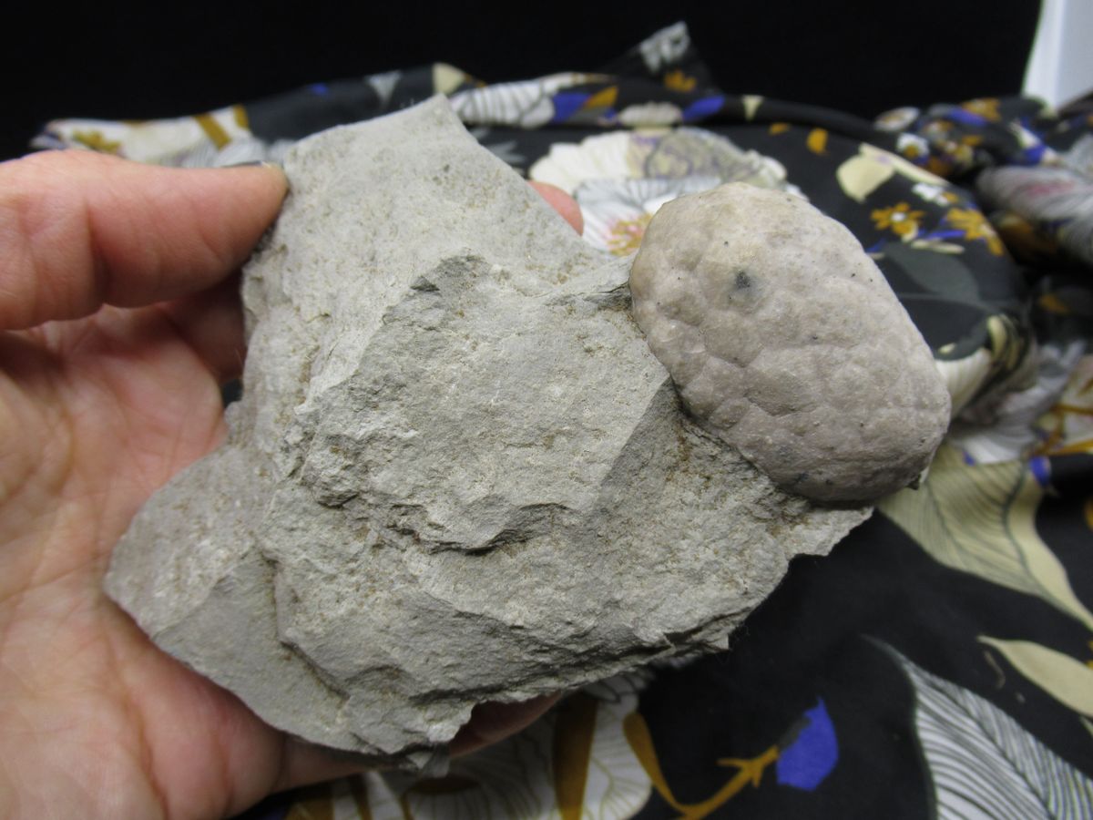 Cystoid fossil-rare