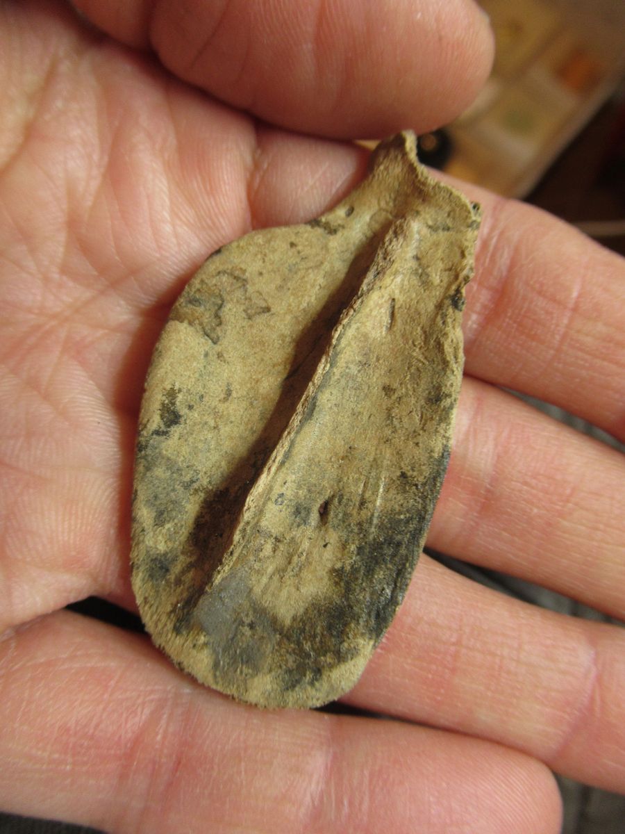 Fossil Opossum Scapula