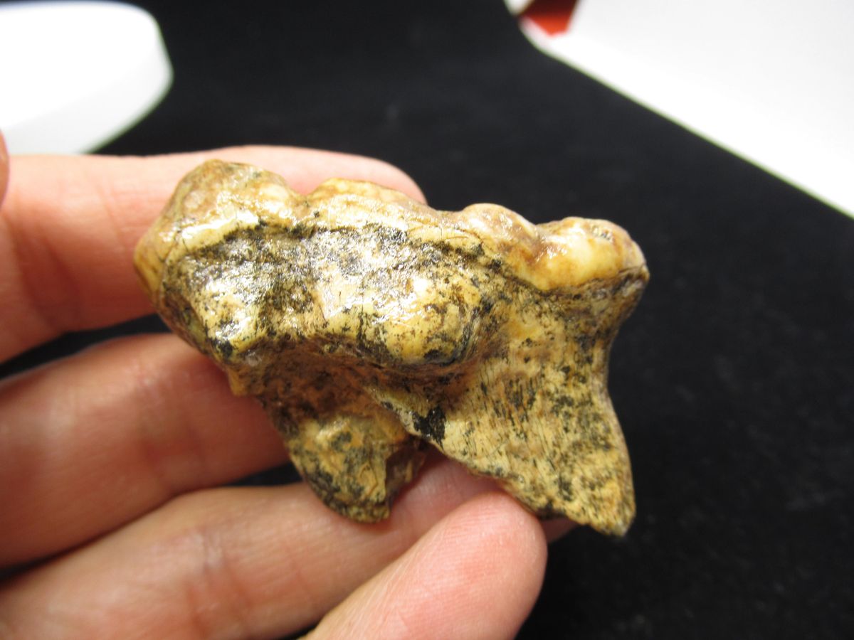 Cave Bear Tooth Fossil