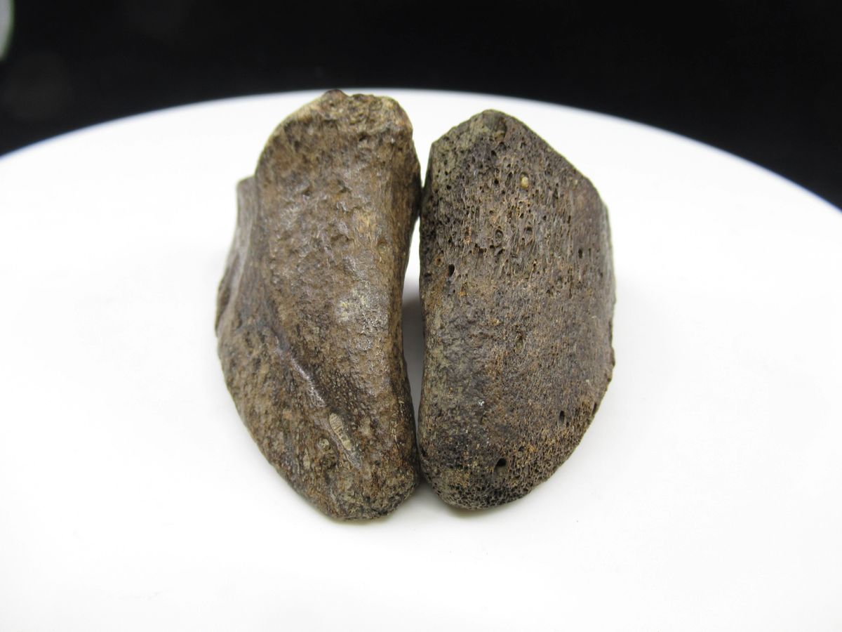 Rare Fossil Bison Calf Hoof Set