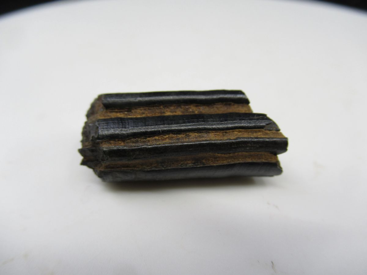 Rare Fossilized Beaver Tooth