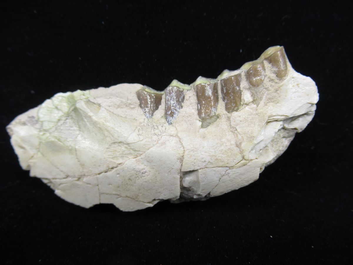 Oreodont Teeth in Jaw