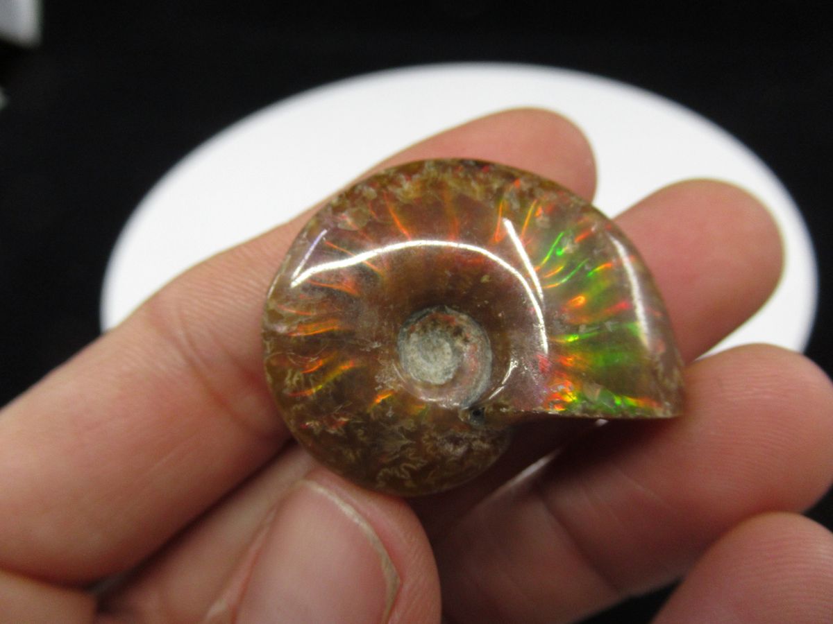 Orange and Green Sheen Ammonite Fossil