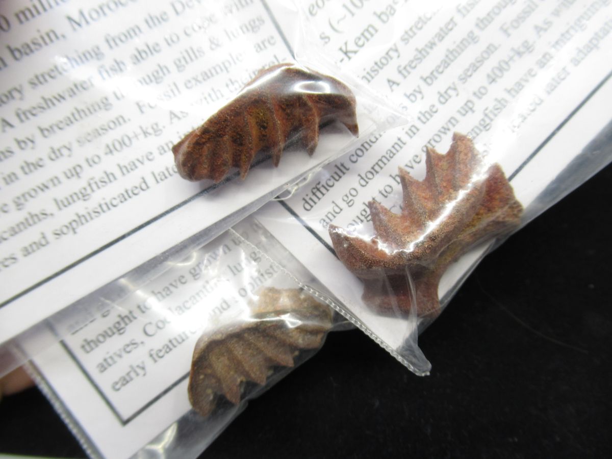 Lung Fish Tooth Fossil