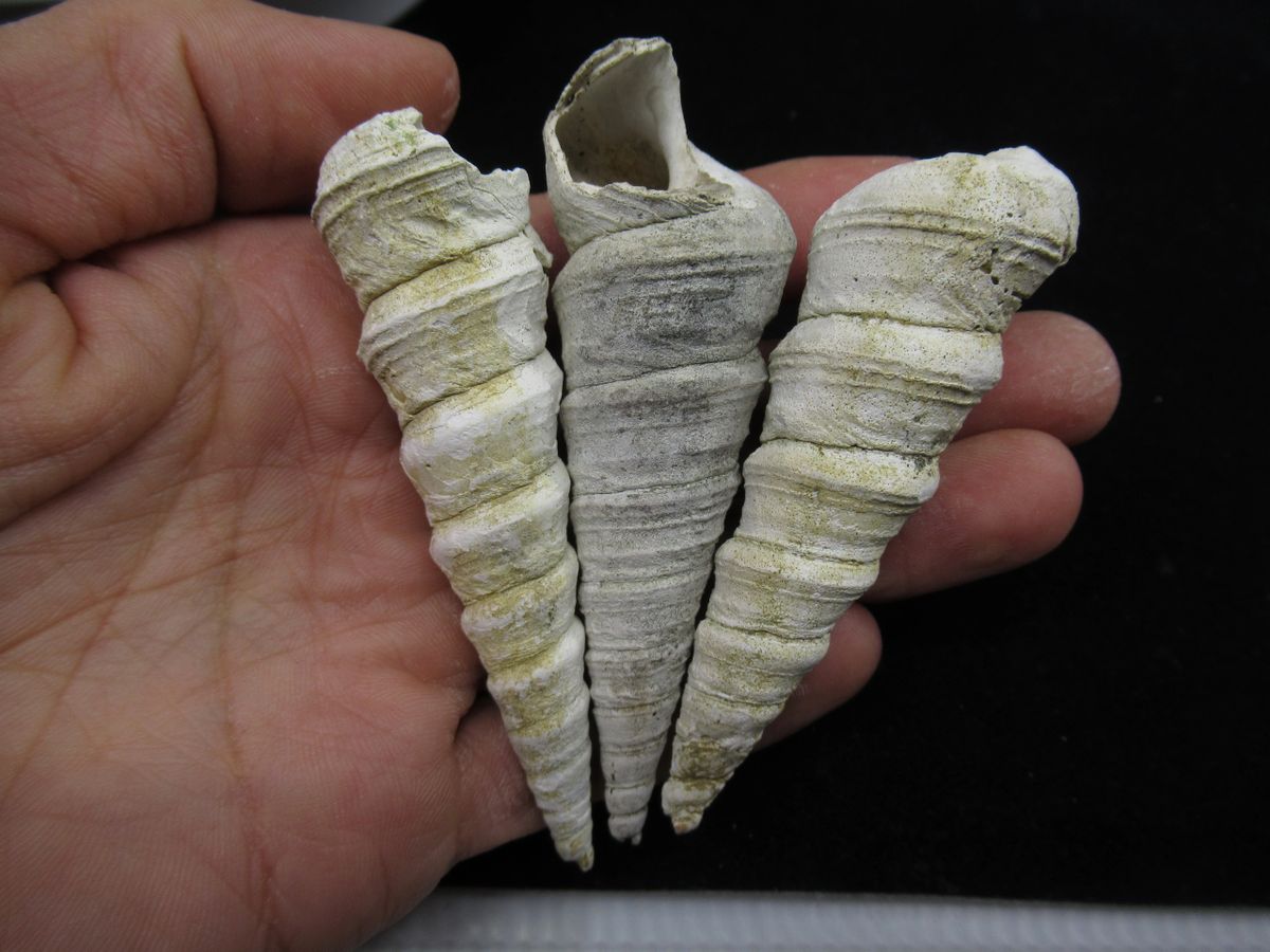 Turritella Gastropod (Snail) Fossil