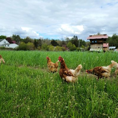 Pastured Poultry