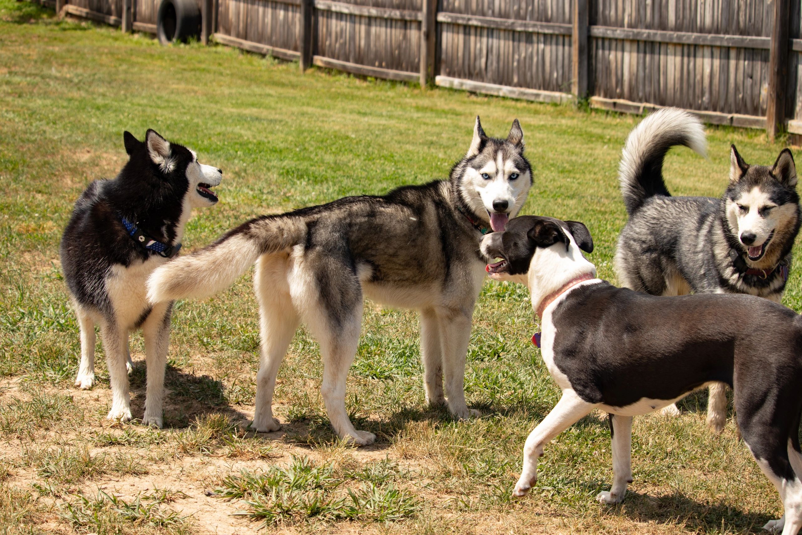 Inner Outer Utopia Pet Care - Dog Boarding, Dog Daycare