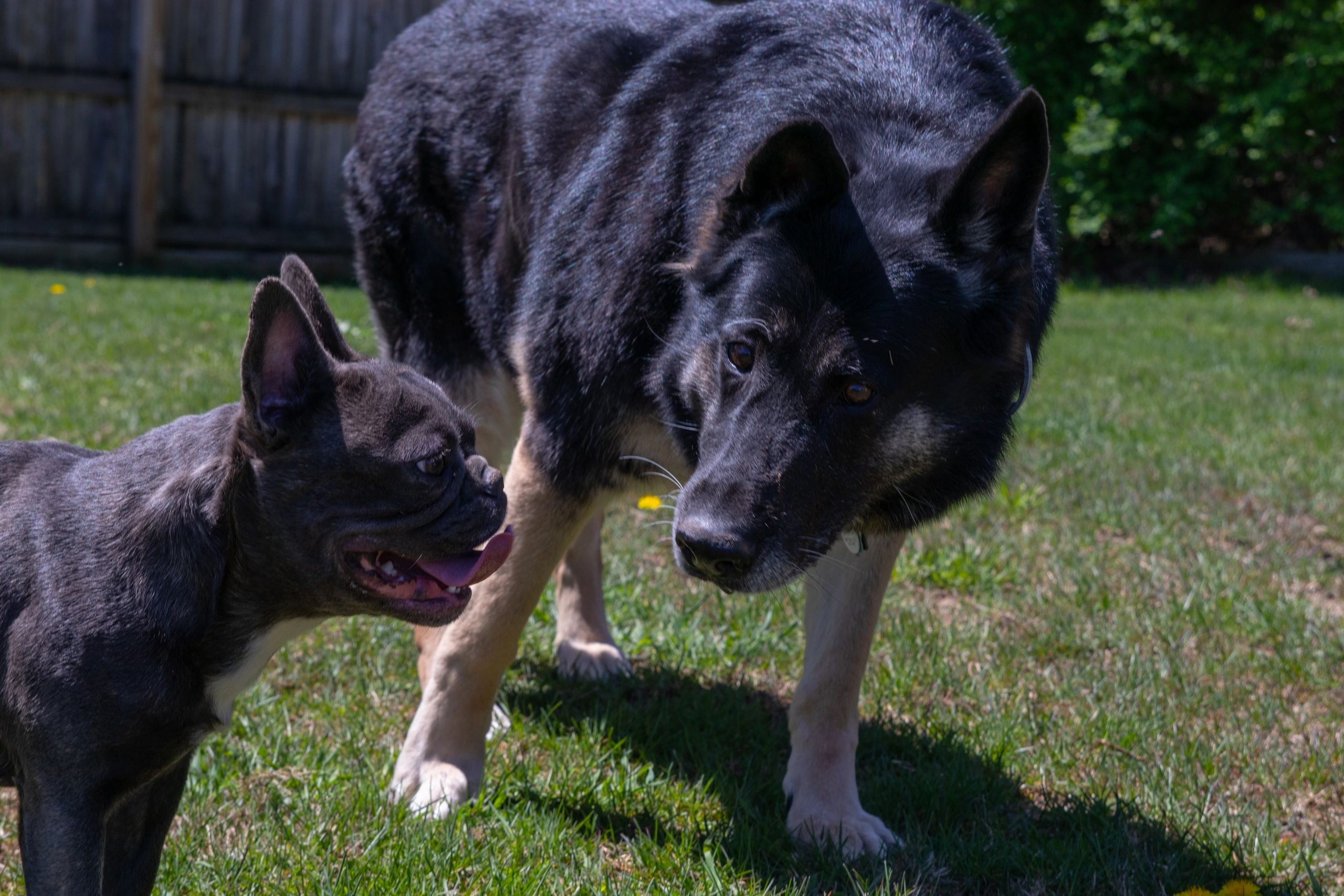 Inner Outer Utopia Pet Care, LLC