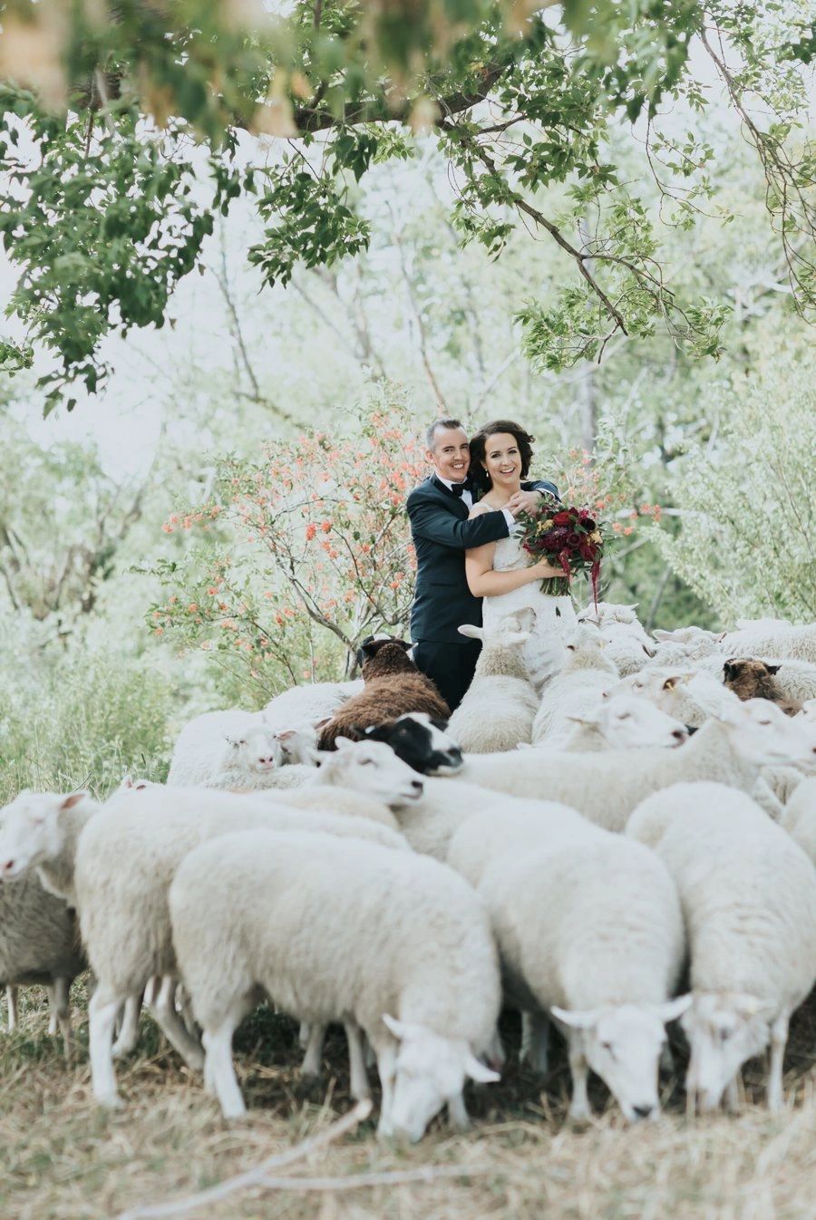 Posture And Pasture Of Sheep