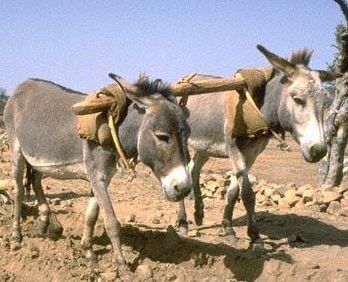 Triumphant Entry On A Donkey?