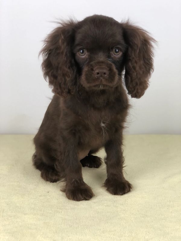 Other Color Cavaliers