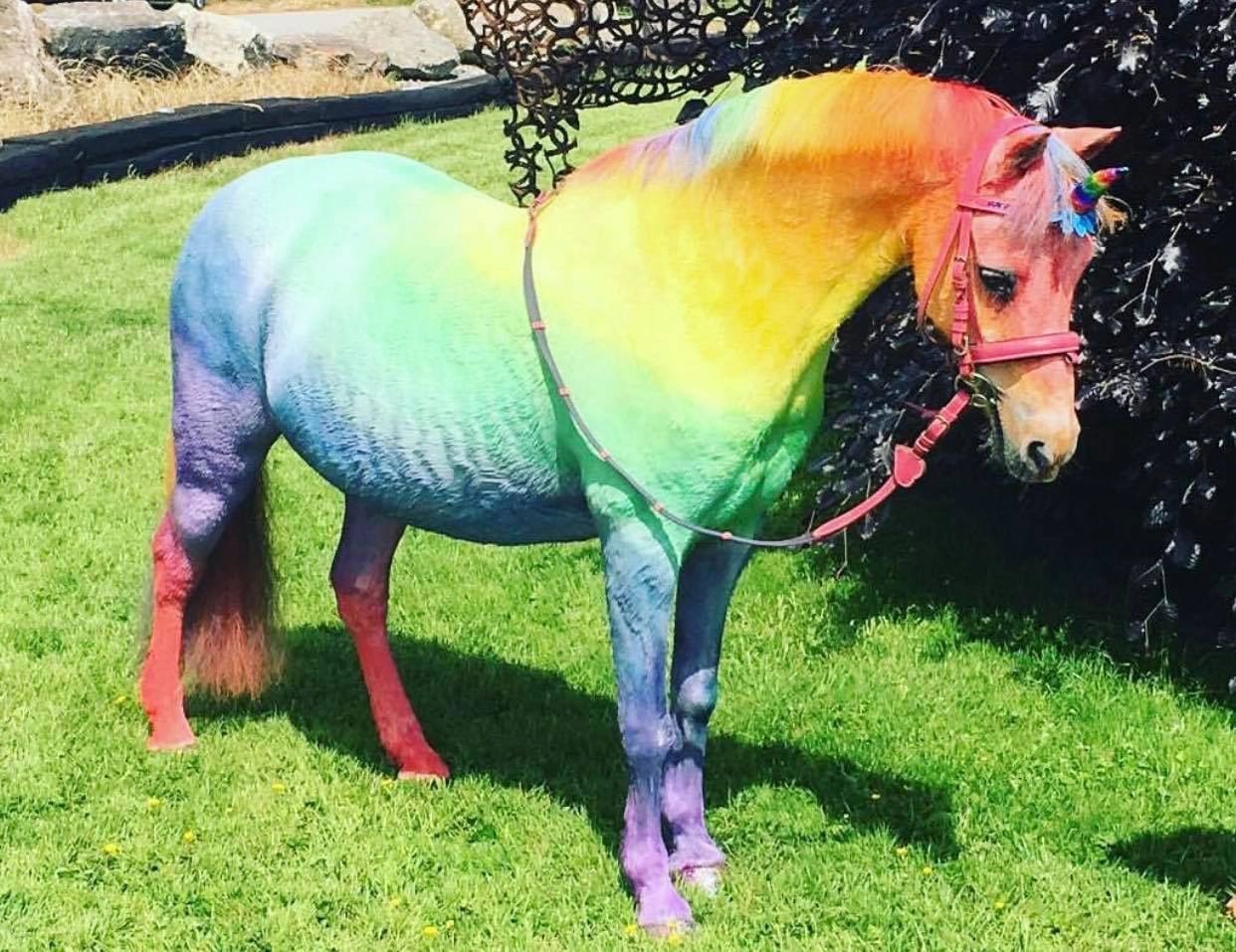 Liege Manor Equestrian Centre