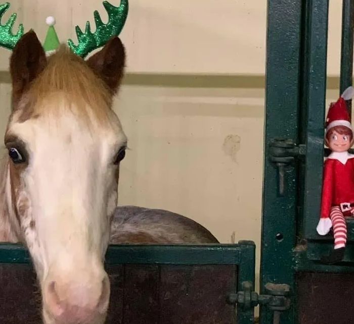 Liege Manor Equestrian Centre