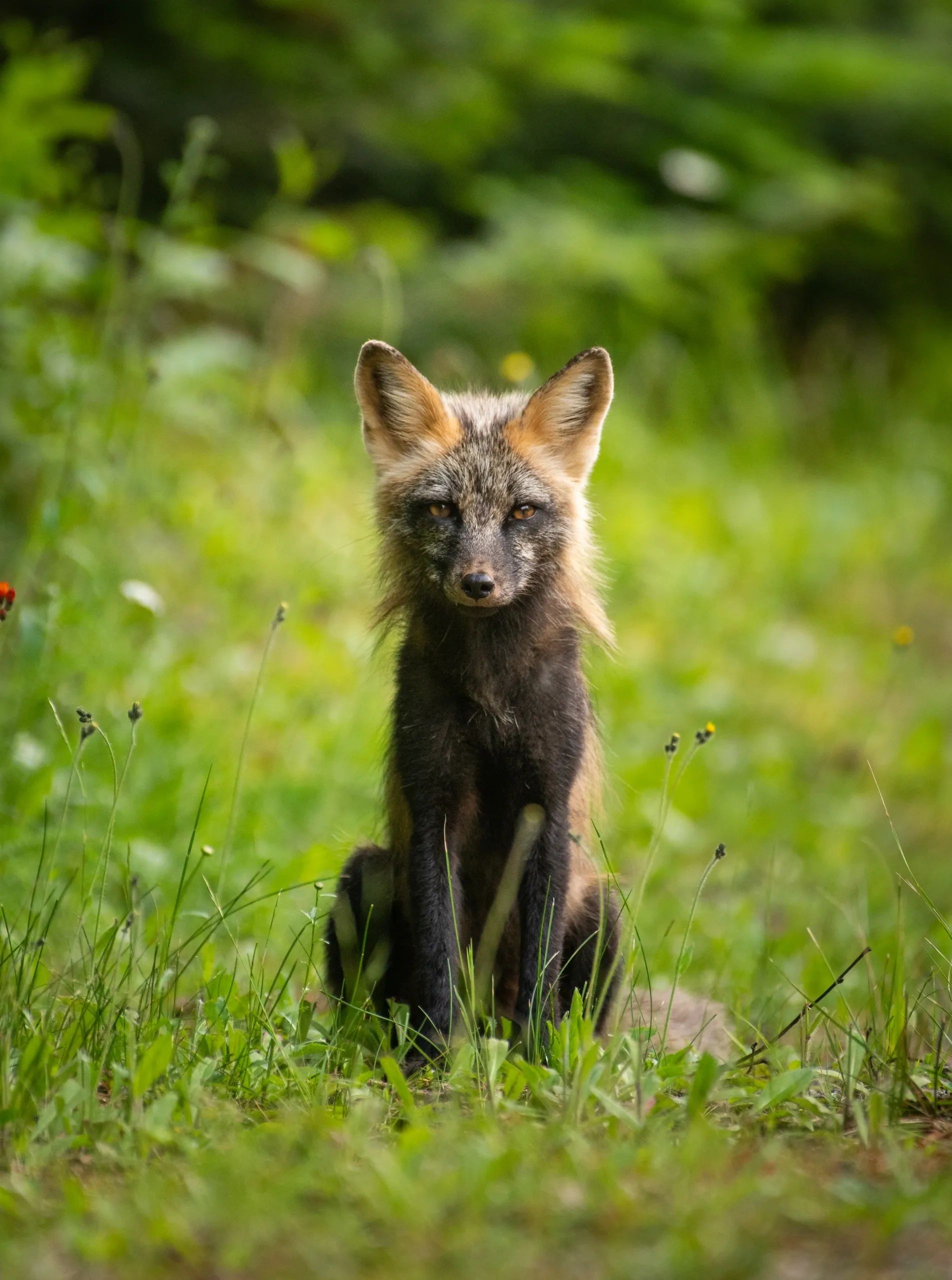 Birds | Lisa Connor Wildlife
