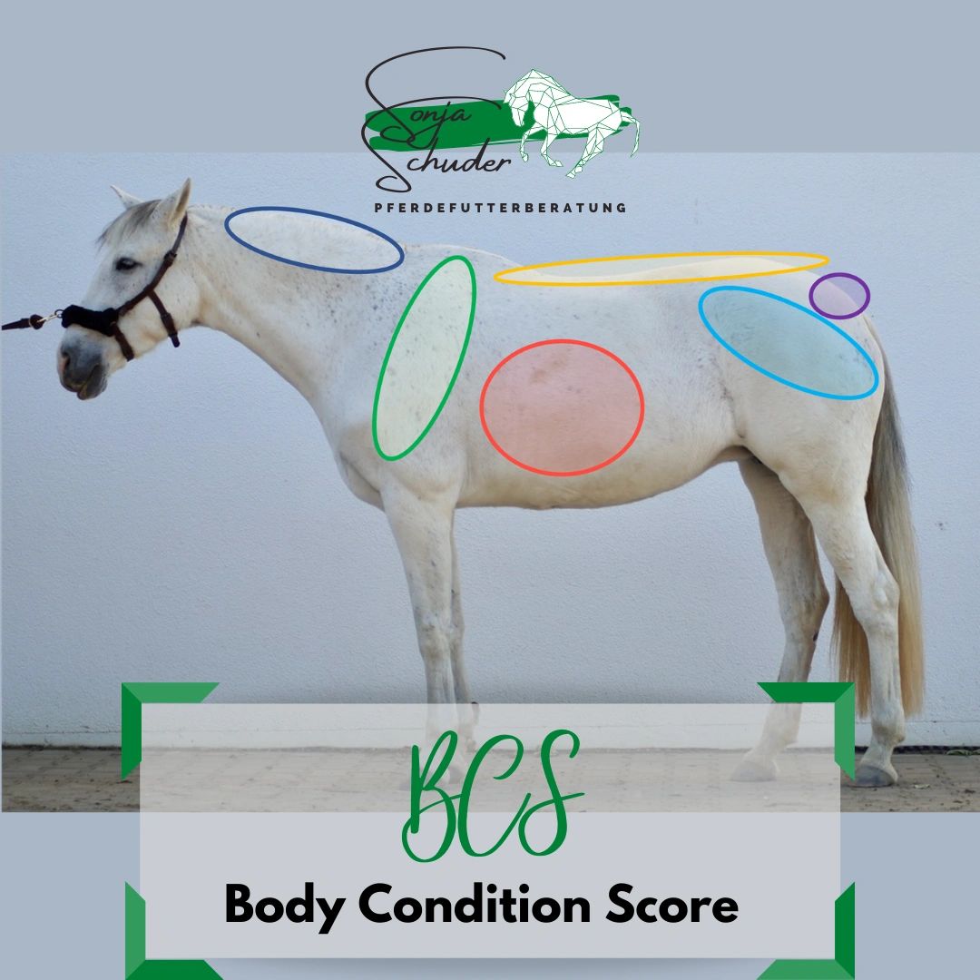 BCS - Body Condition Score