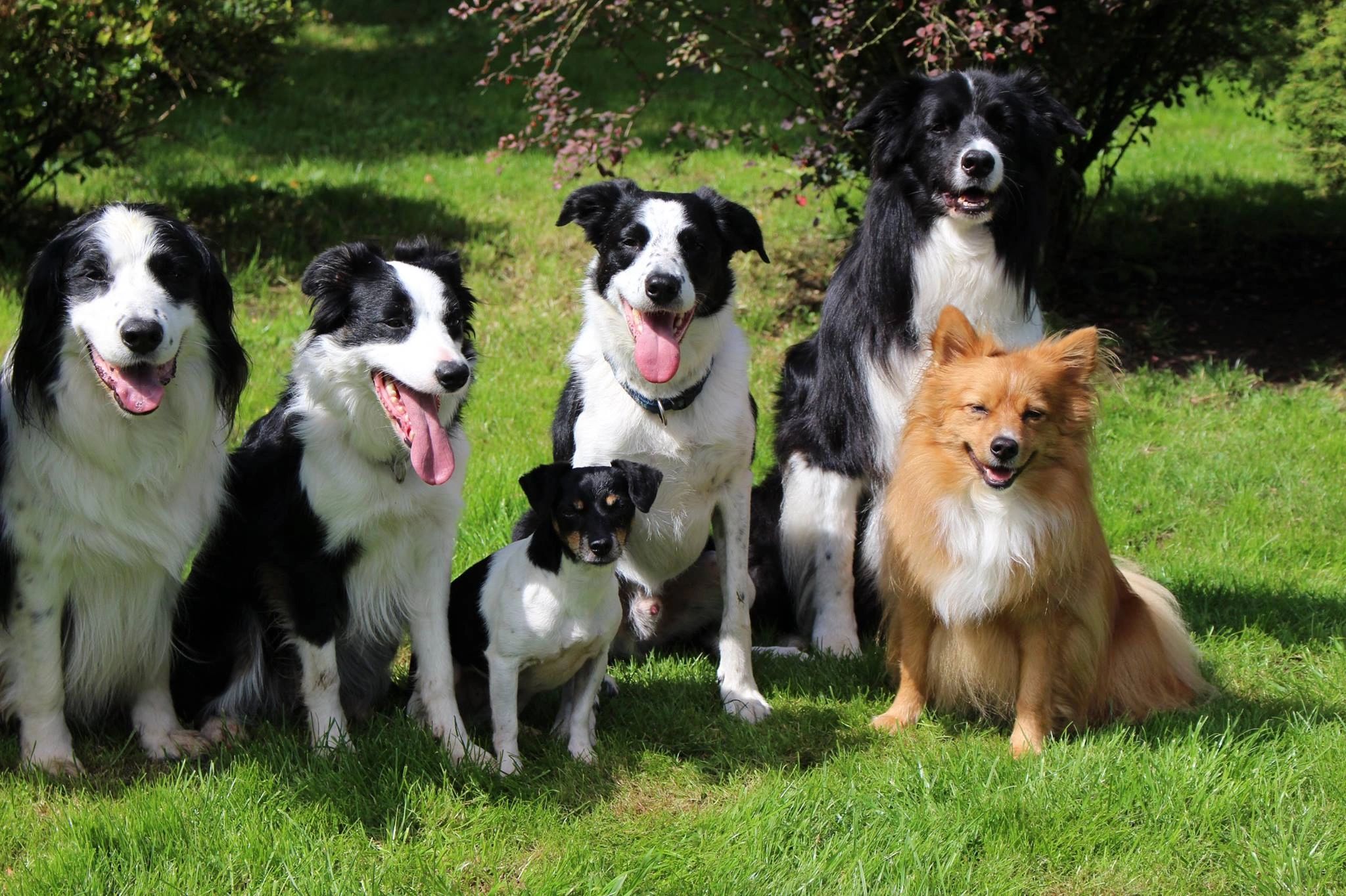 Professional Dog Training Classes